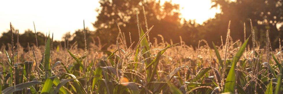 Corn Variety Trials / Alabama Agricultural Experiment Station