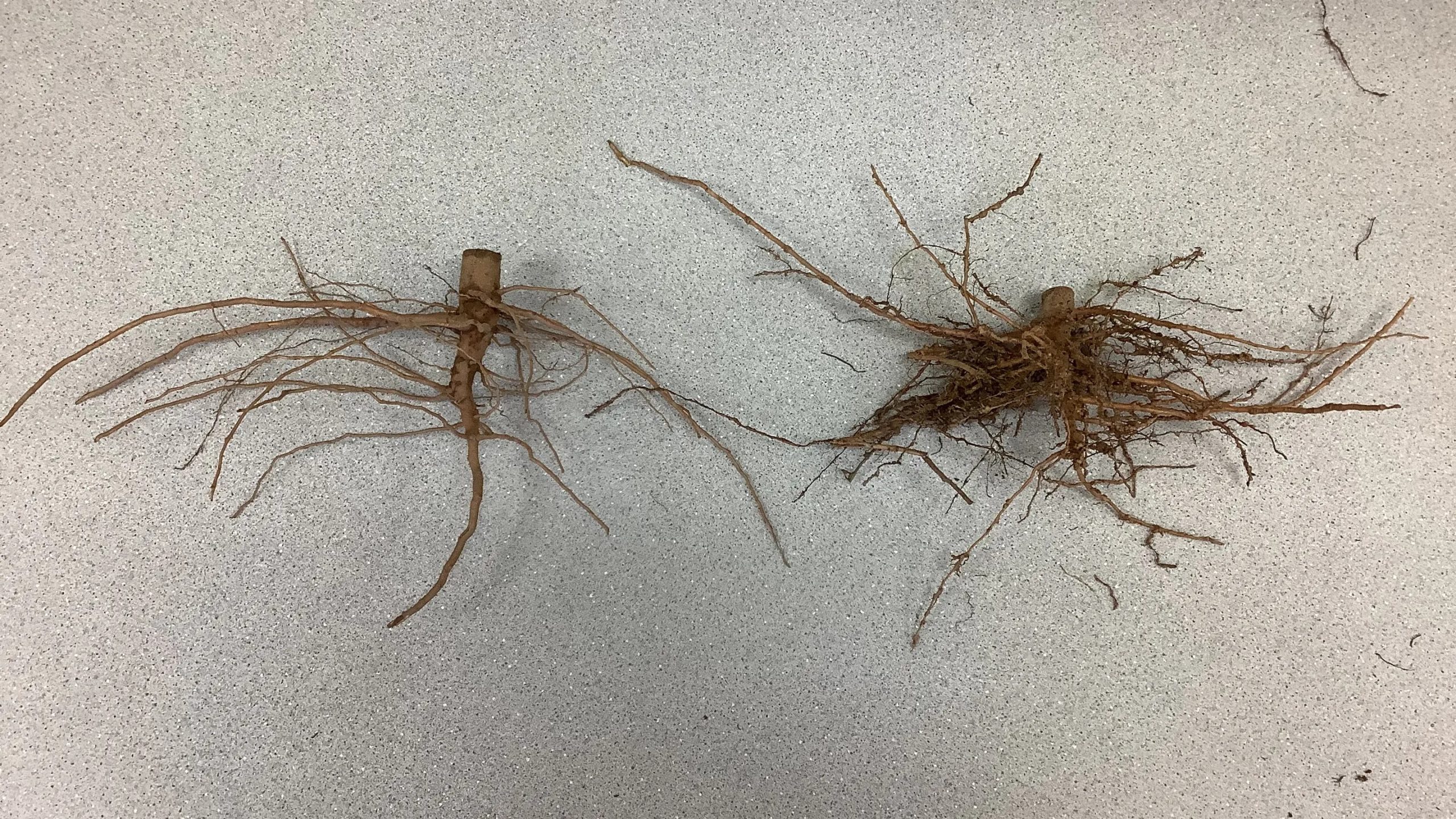 Performance of Cotton Varieties in Alabama, 2024 / Alabama Agricultural ...