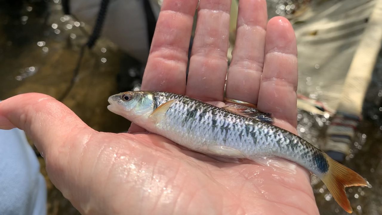 Urban Darter Training at Turkey Creek | Auburn University Water ...