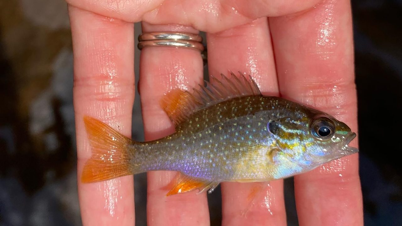 Stream Habitat Assessment Workshop | Auburn University Water Resources ...