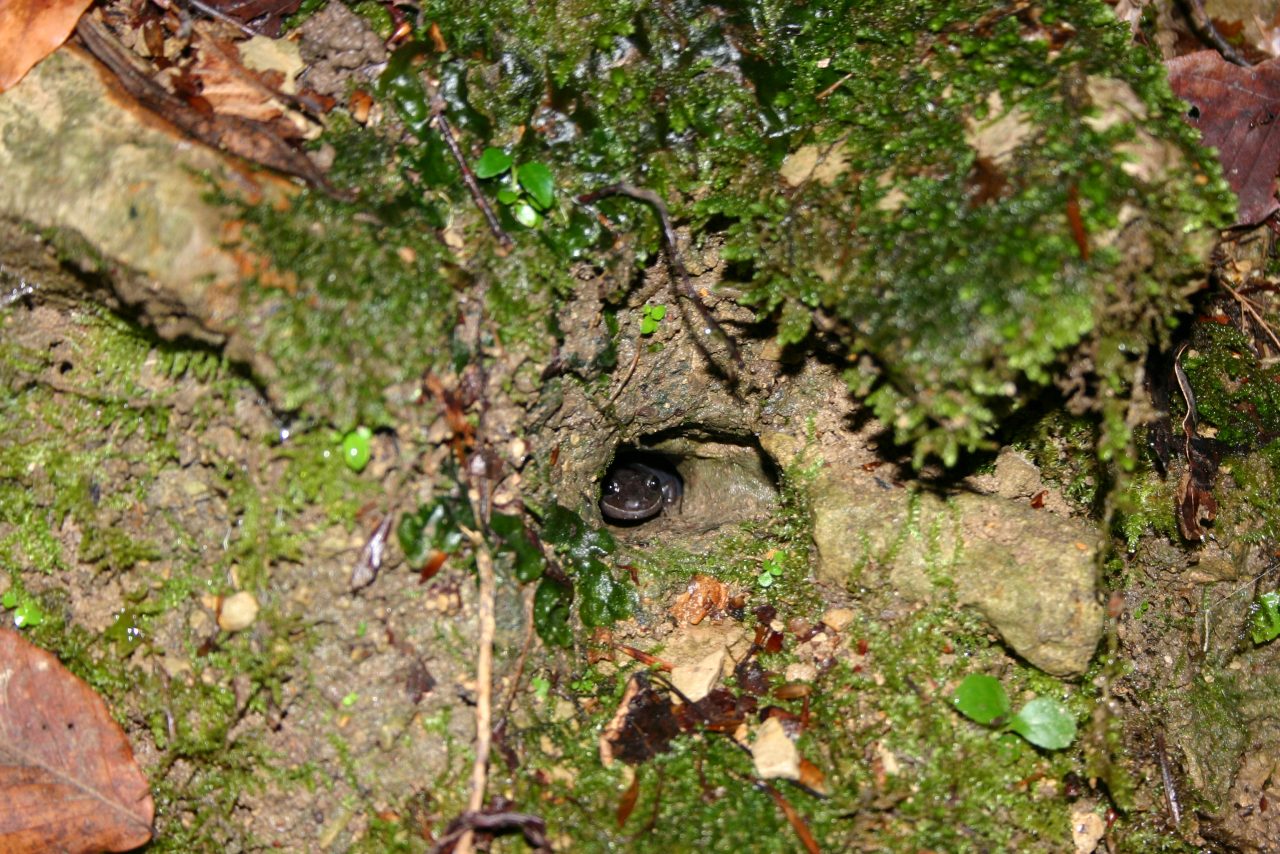 Alabama River Basin | Auburn University Water Resources Center