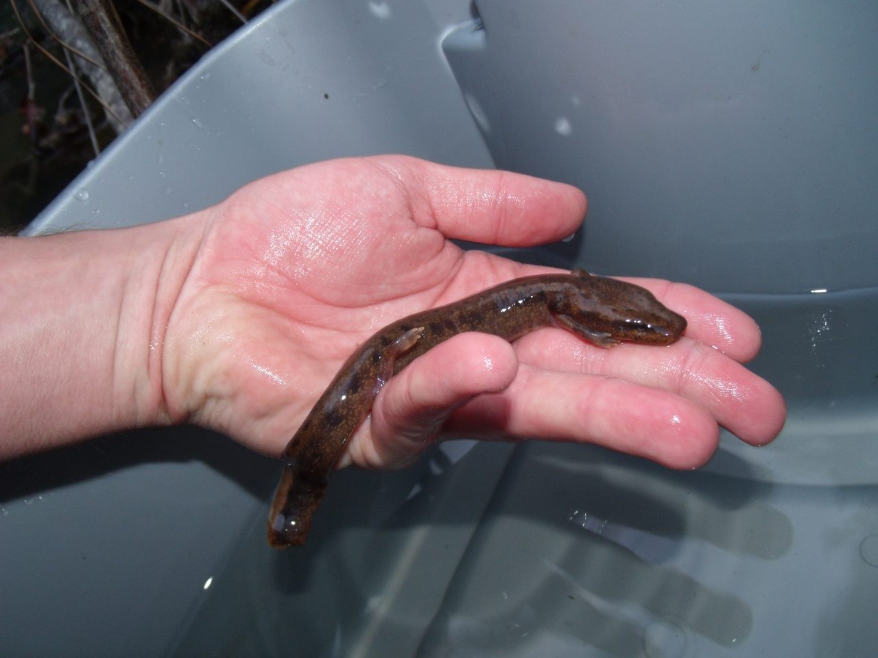 Black Warrior River | Auburn University Water Resources Center