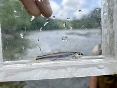 Cahaba River Basin | Auburn University Water Resources Center