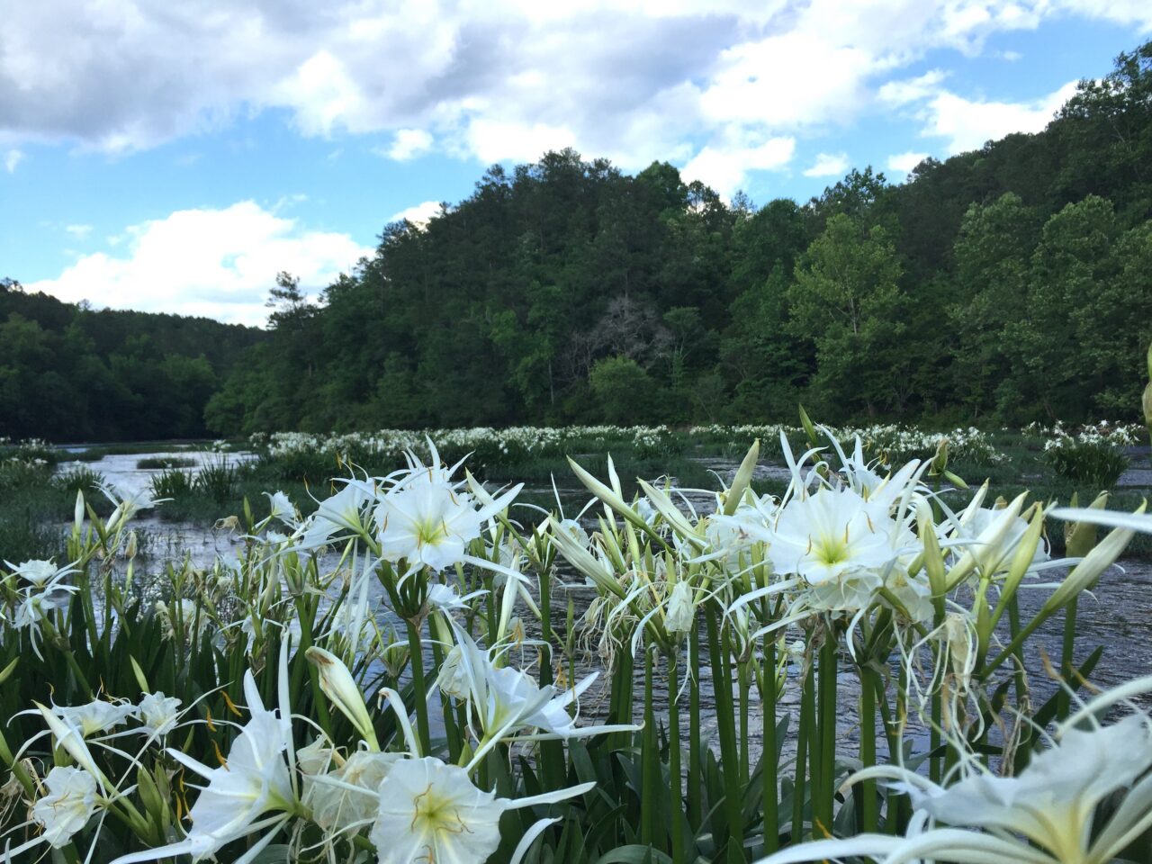 Cahaba River Basin / Auburn University Water Resources Center